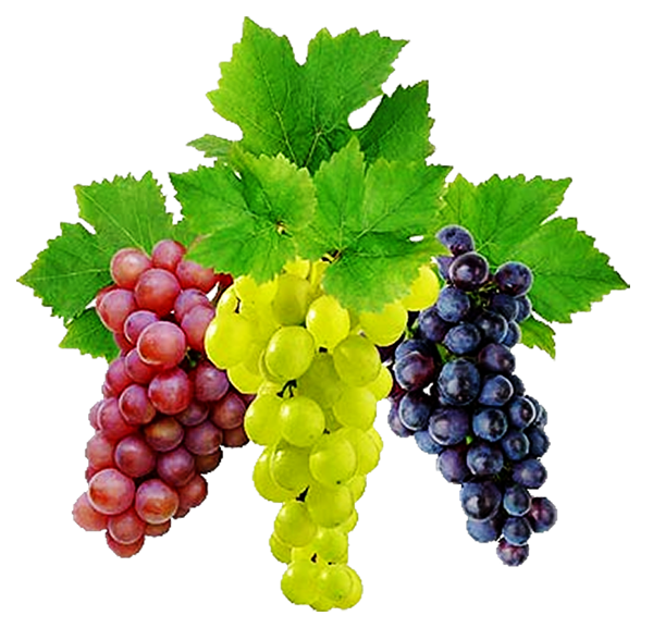 tubes vendanges - Page 2