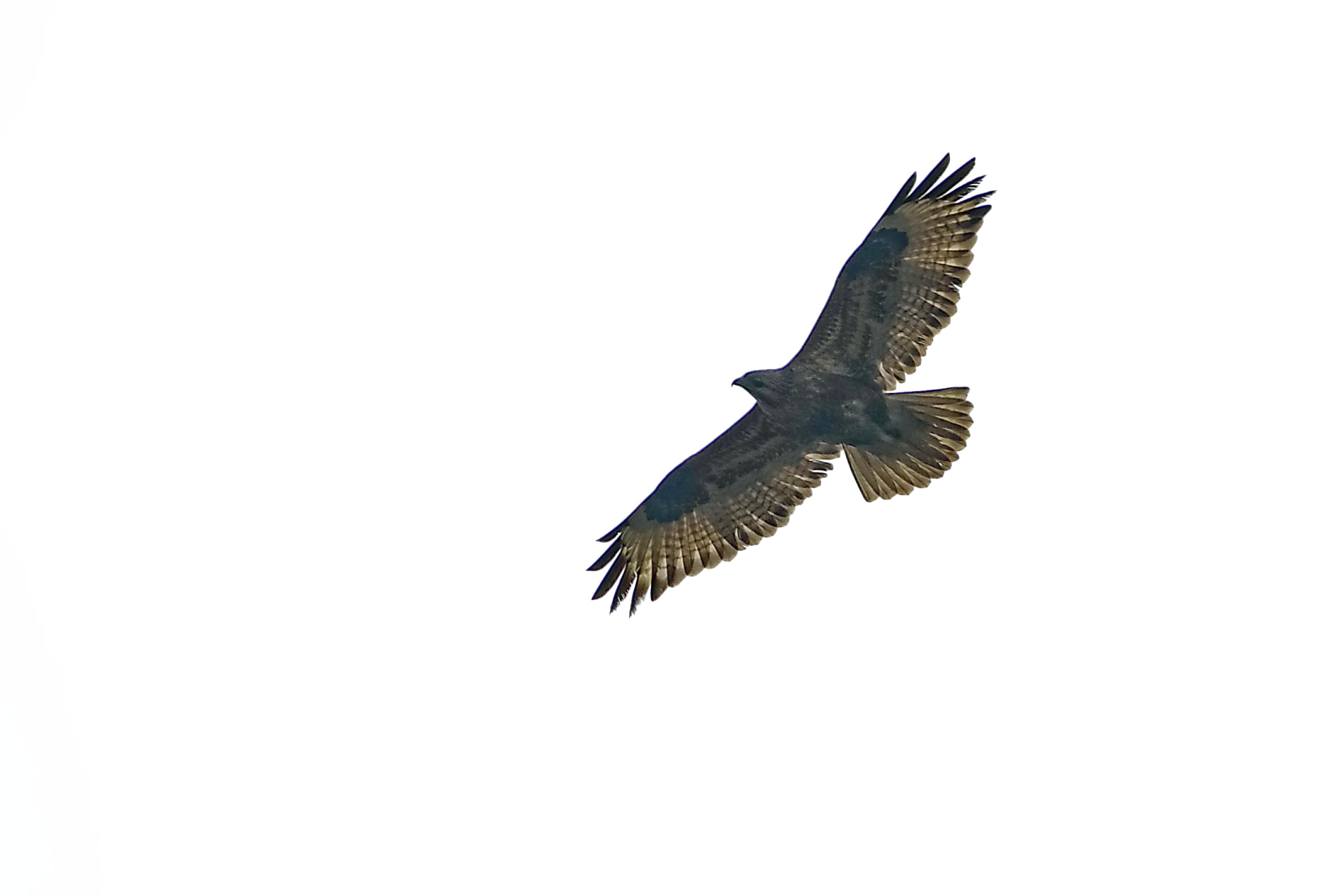 aigle